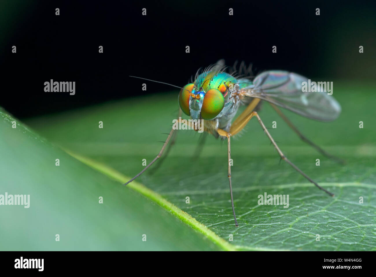 Long legged fly in nature hi-res stock photography and images - Alamy