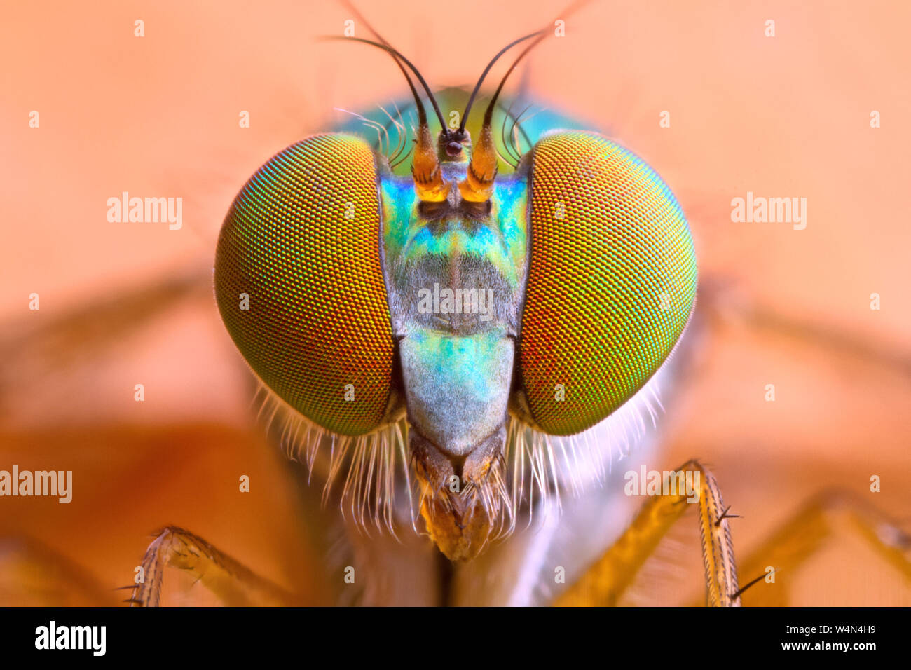 extreme magnified Long legged Fly head and eyes Stock Photo - Alamy
