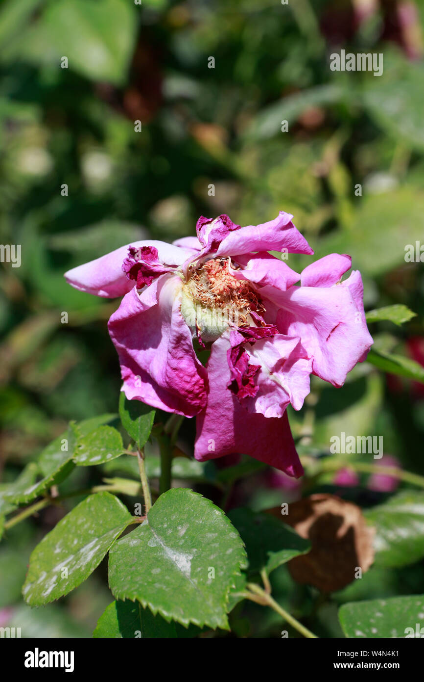Drooping Roses High Resolution Stock Photography and Images - Alamy