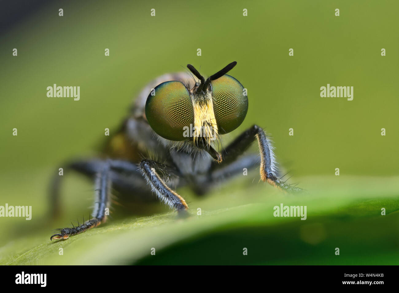 Magnified fly leg hi-res stock photography and images - Alamy
