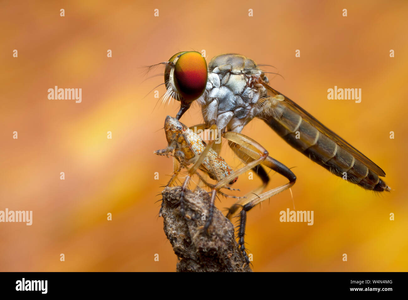 Magnified fly leg hi-res stock photography and images - Alamy