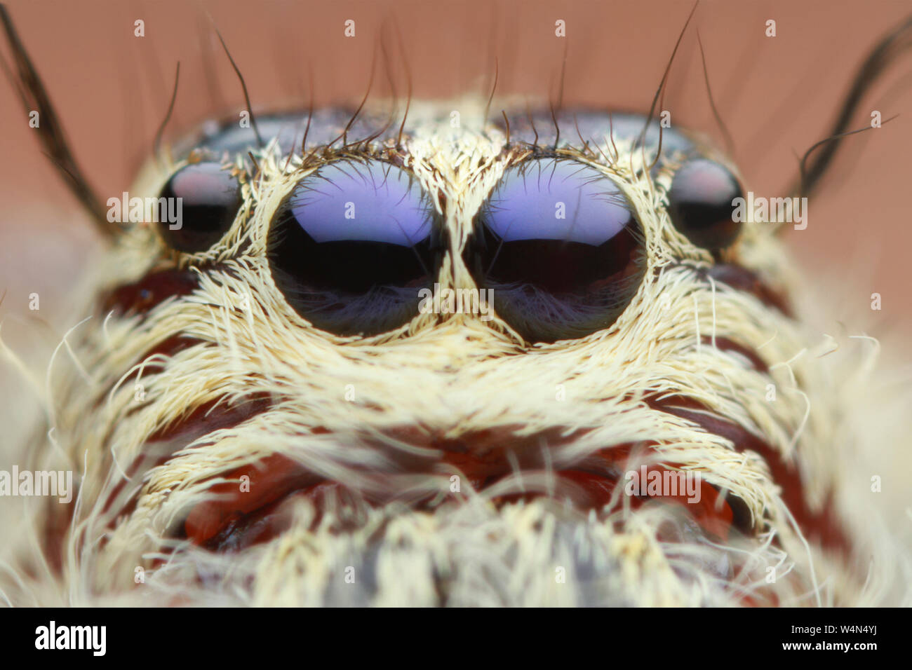 extreme magnified jumping spider head and eyes Stock Photo - Alamy
