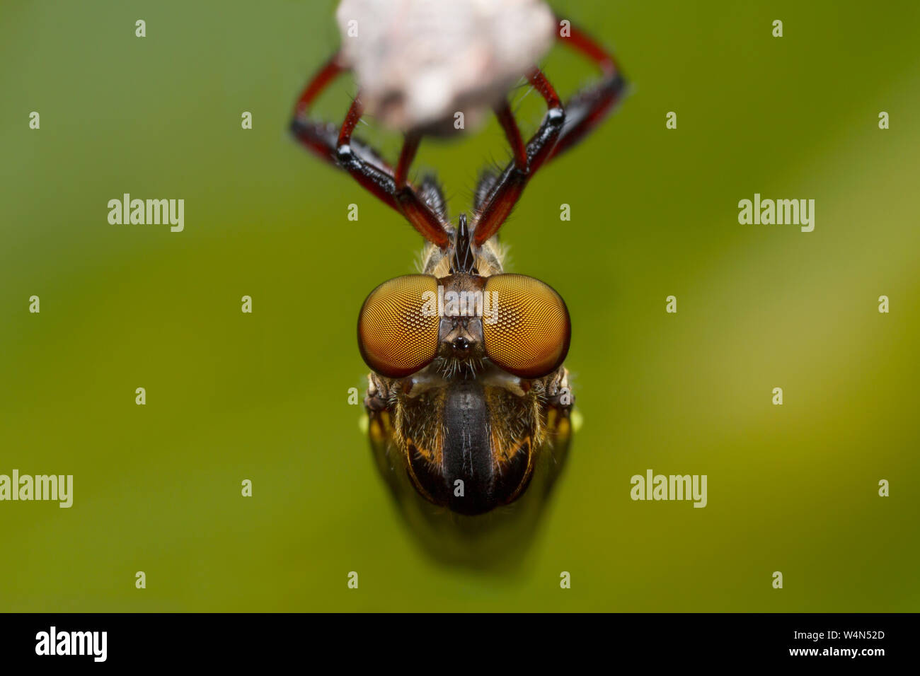 Magnified fly leg hi-res stock photography and images - Alamy