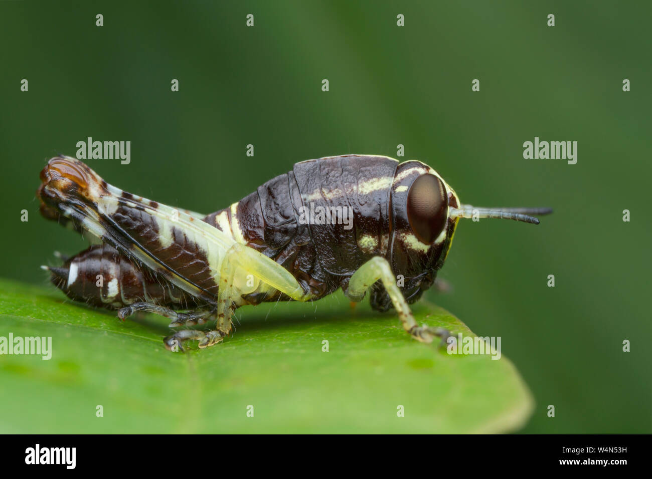 Hairy grasshopper hi-res stock photography and images - Alamy