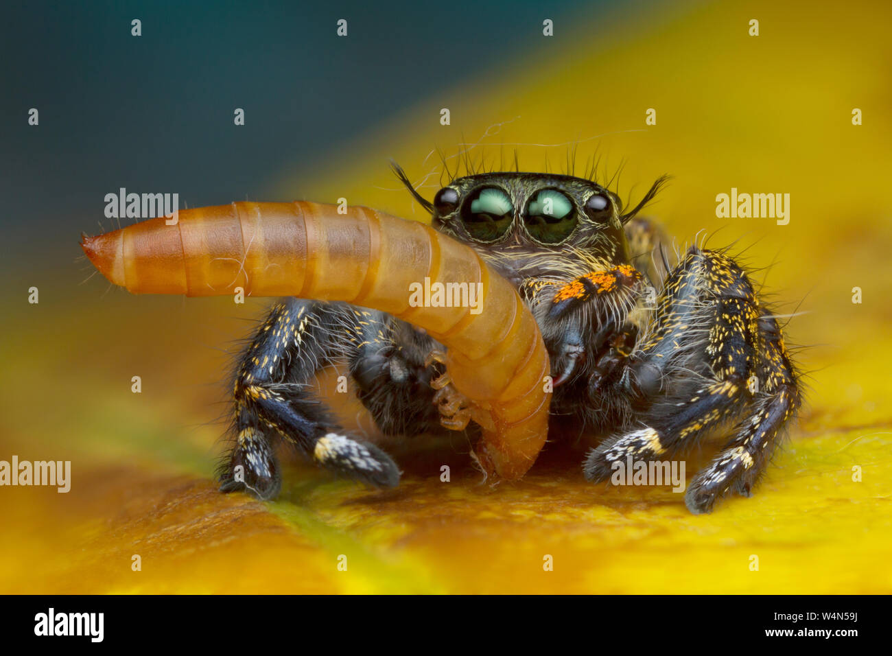macro view image of jumping spider eating worm on yellow leaf ...