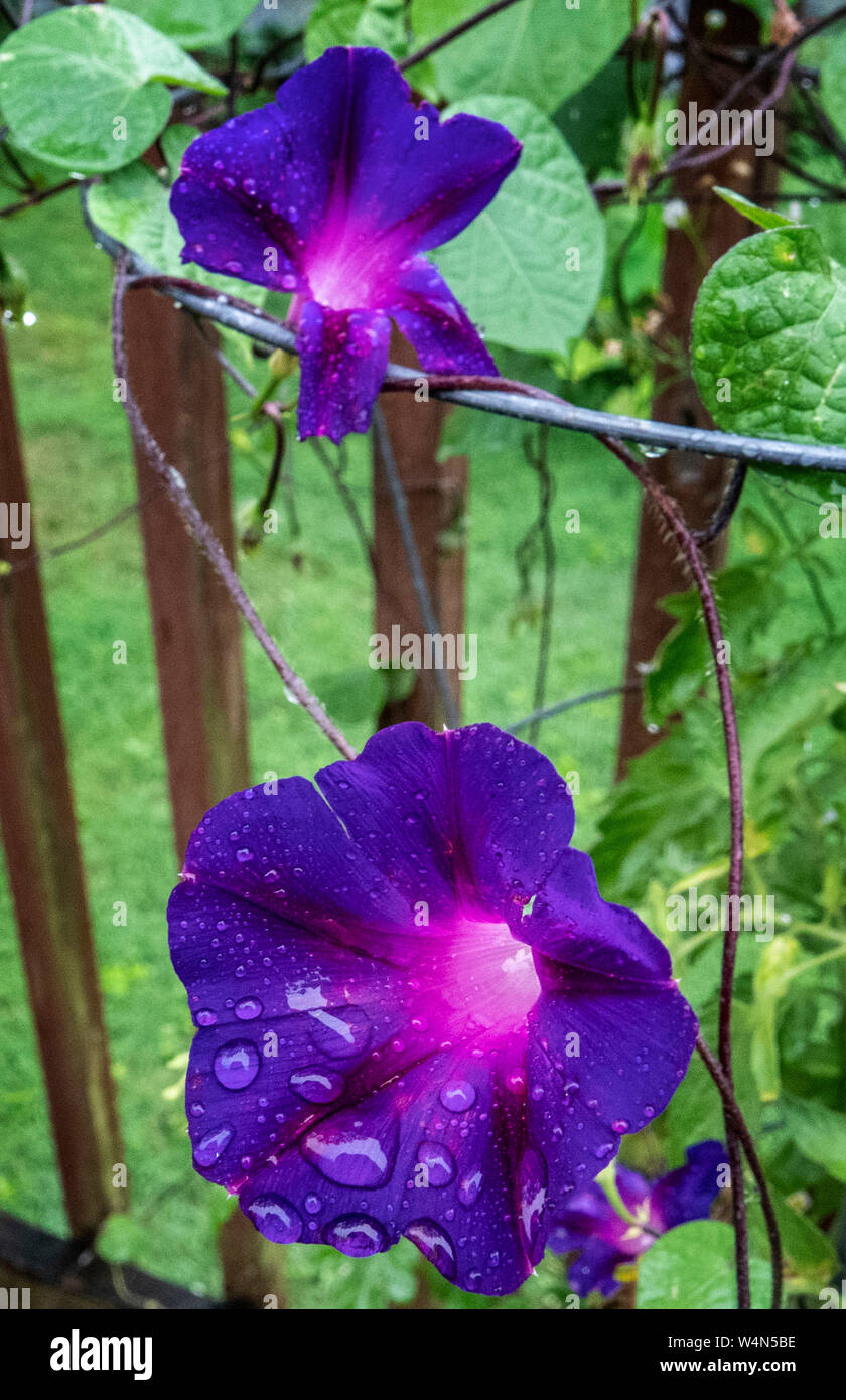 Wet flowers hi-res stock photography and images - Alamy