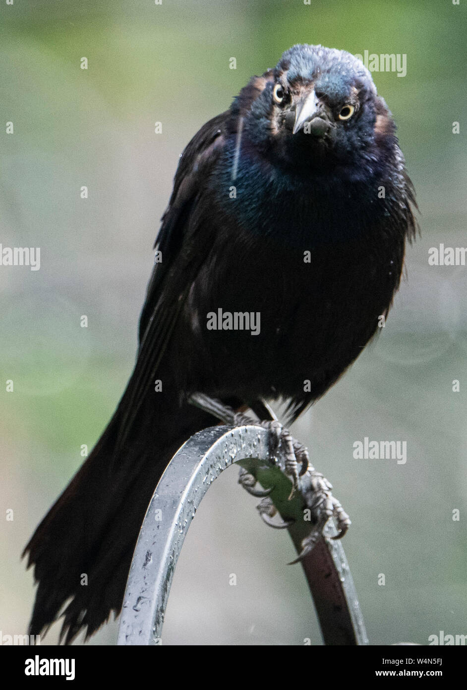 Shifty eyes hi-res stock photography and images - Alamy