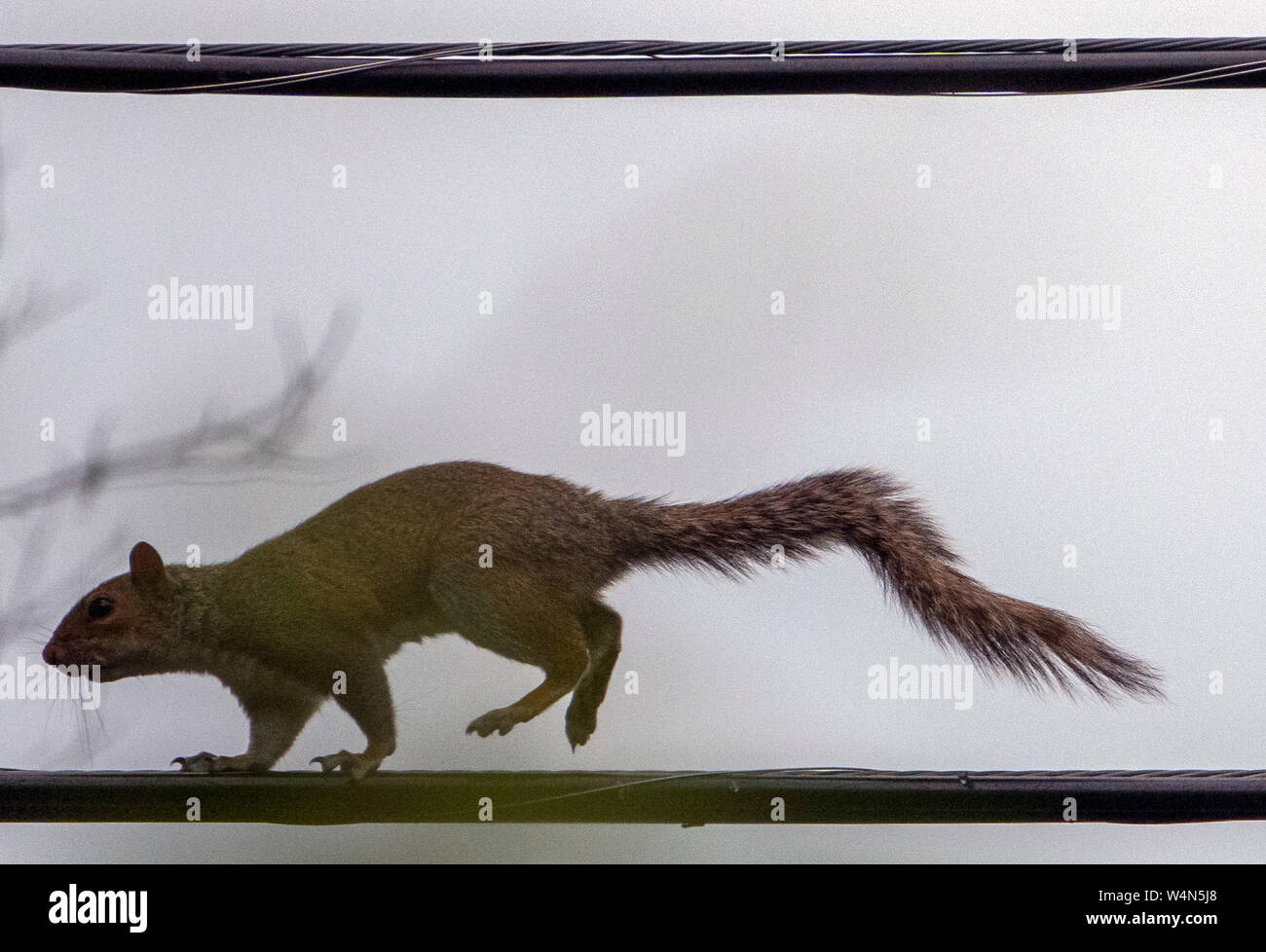 Squirrel on wire hi-res stock photography and images - Alamy