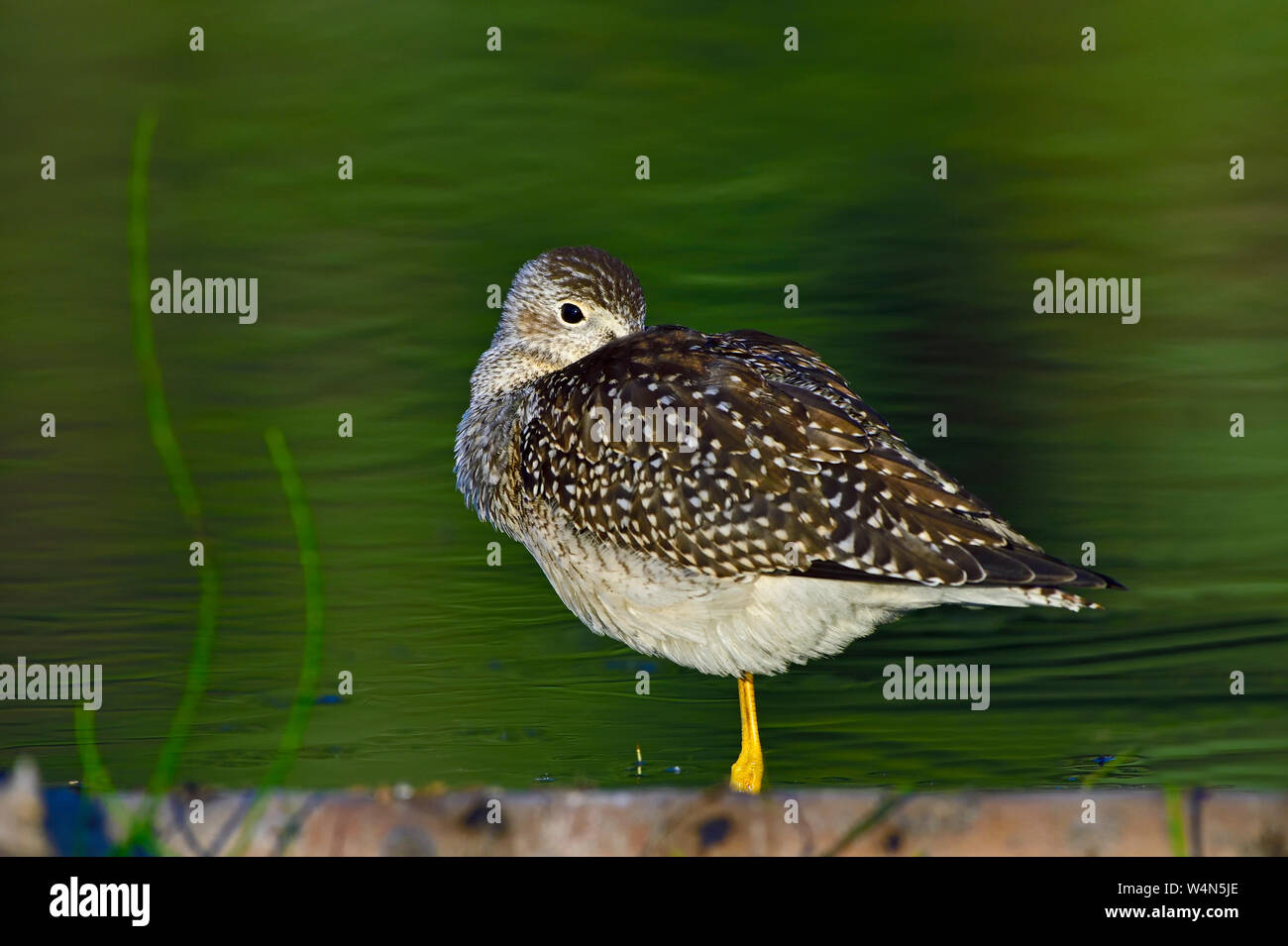 A lesser yellowlegs shorebird "Tringa flavipes", having a rest while ...