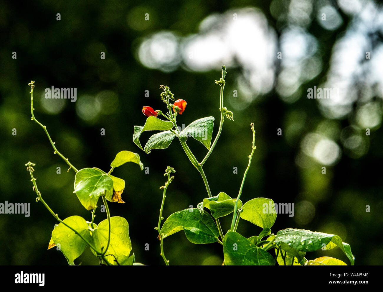 Pips hi-res stock photography and images - Alamy