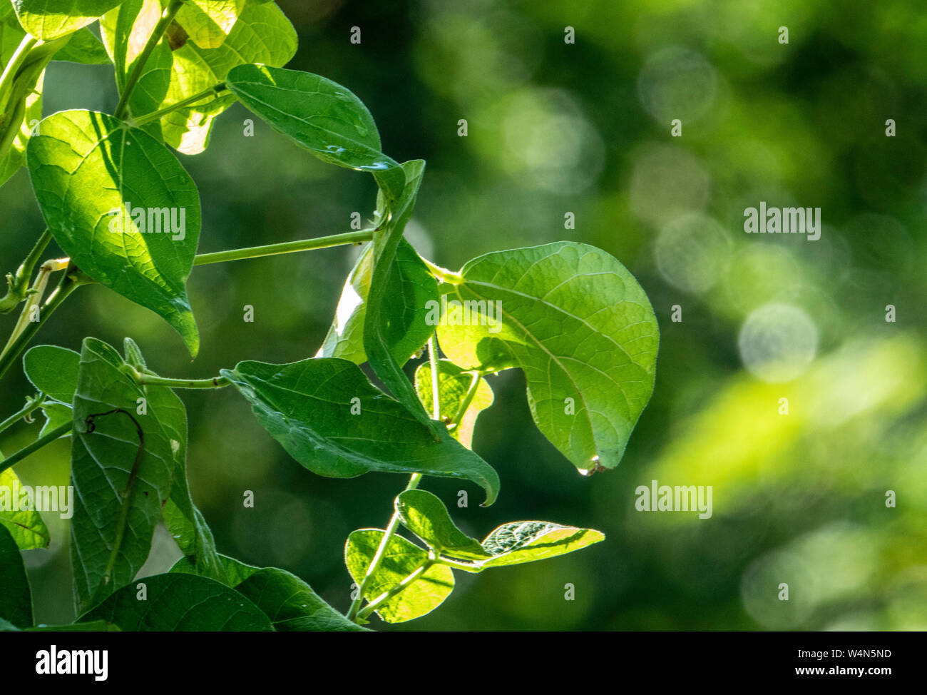 Abundant greenery hi-res stock photography and images - Alamy