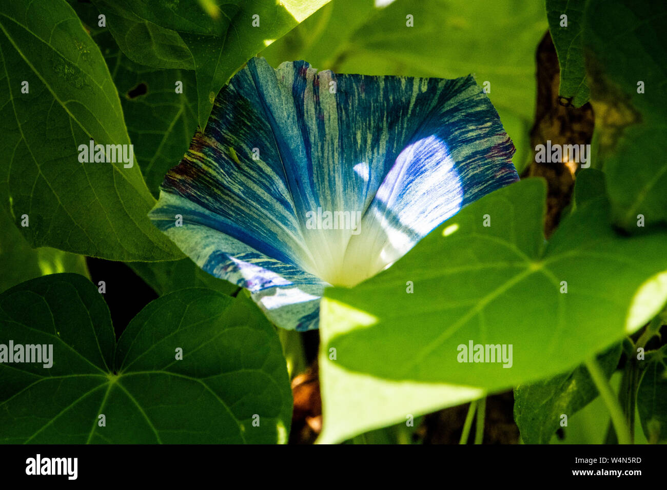 Blue hue hi-res stock photography and images - Alamy