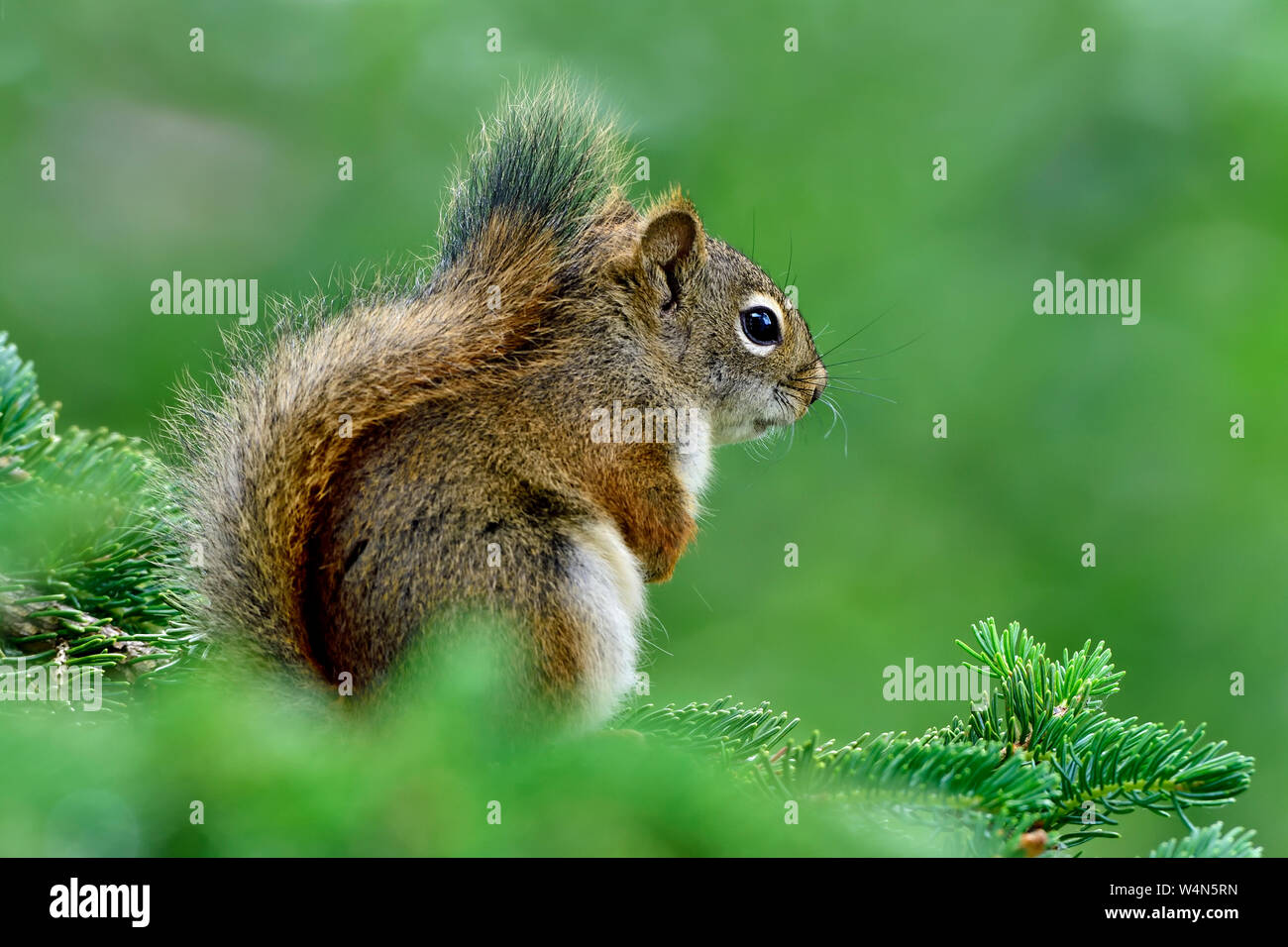 A rear view of a young red squirrel "Tamiasciurus hudsonicus", sitteing ...