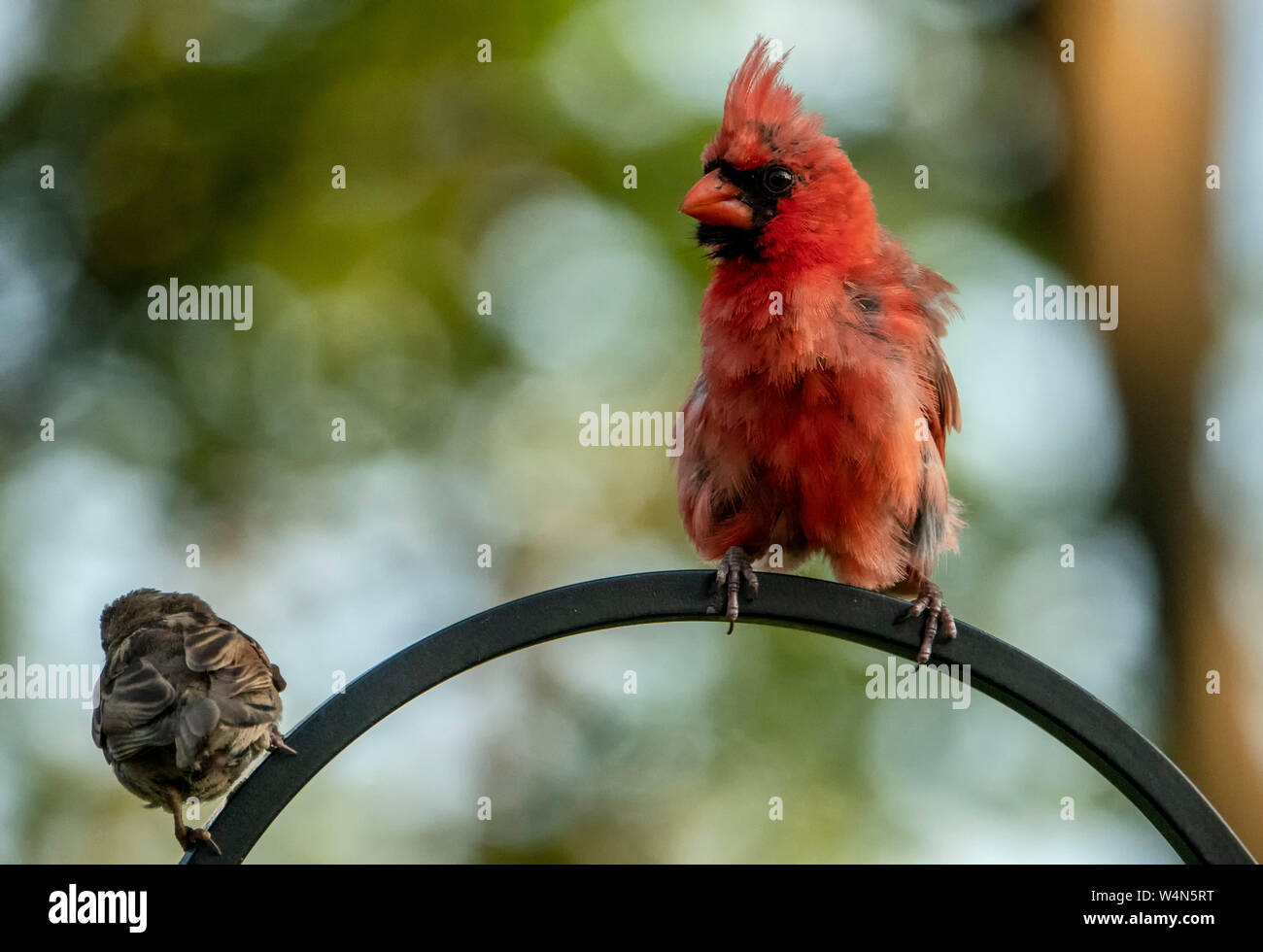 Fluffy cardinal hi-res stock photography and images - Alamy