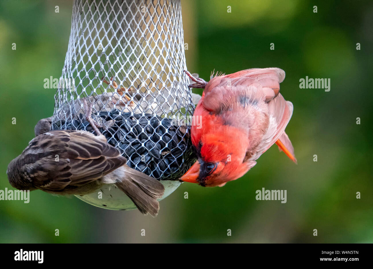 Red bird eating Stock Photo - Alamy