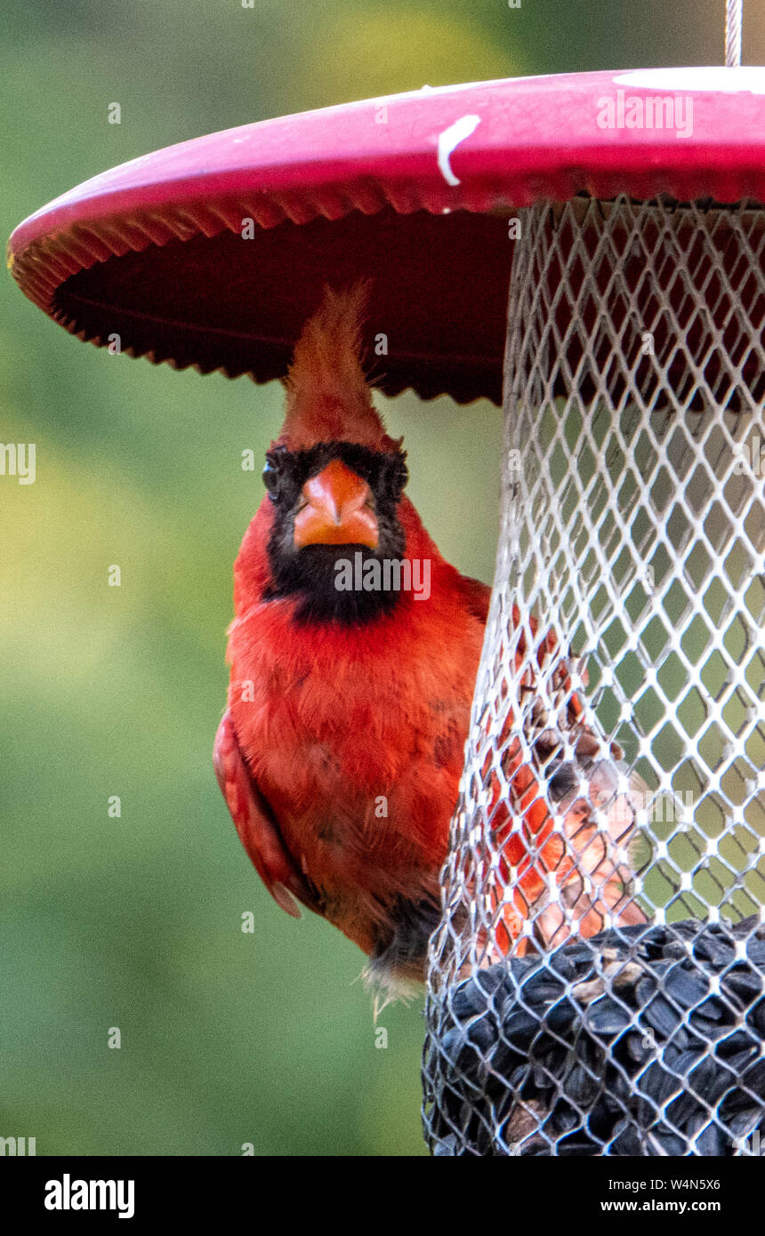 Under cover hi-res stock photography and images - Alamy