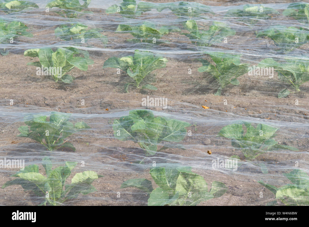 Anti insect nets hi-res stock photography and images - Alamy