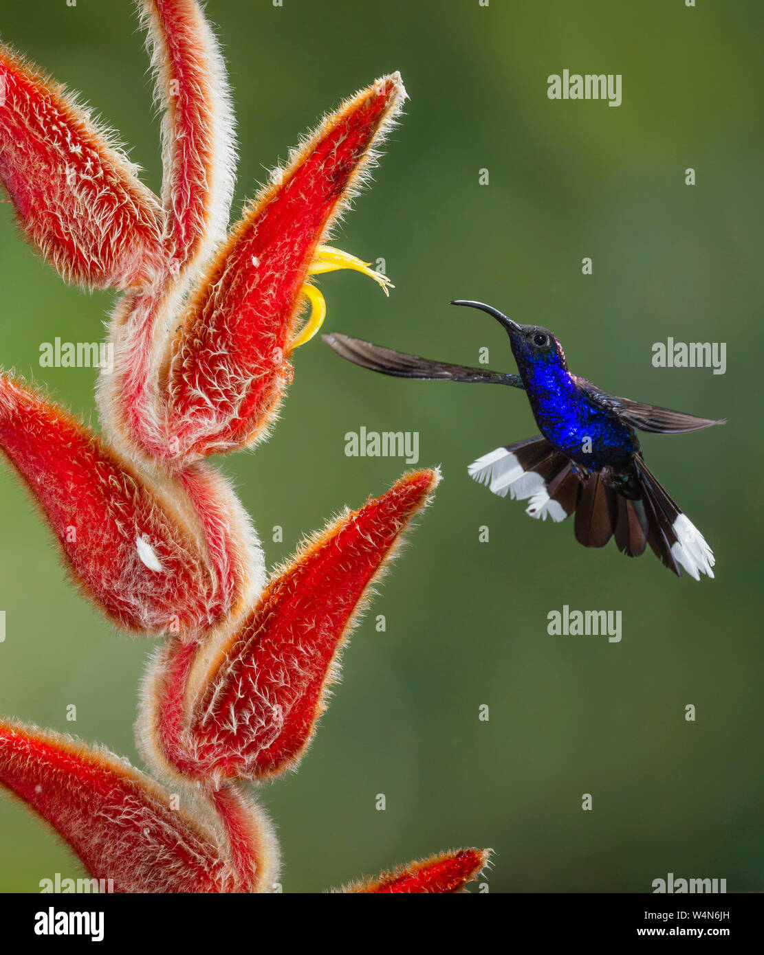 Animals, Bird, Hummingbird, A male Violet Sabrewing Hummingbird ...
