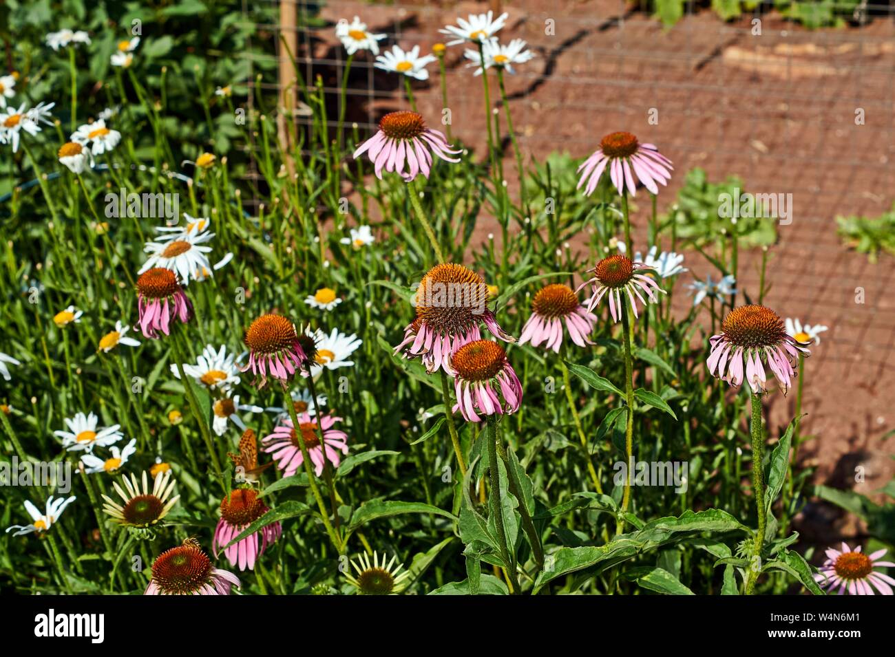 A vibrant growing patch of Echinacea Purpurea also known as Purple ...