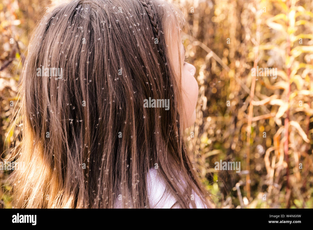 Photo of Plant fluffs on the hair of a little girl Stock Photo - Alamy