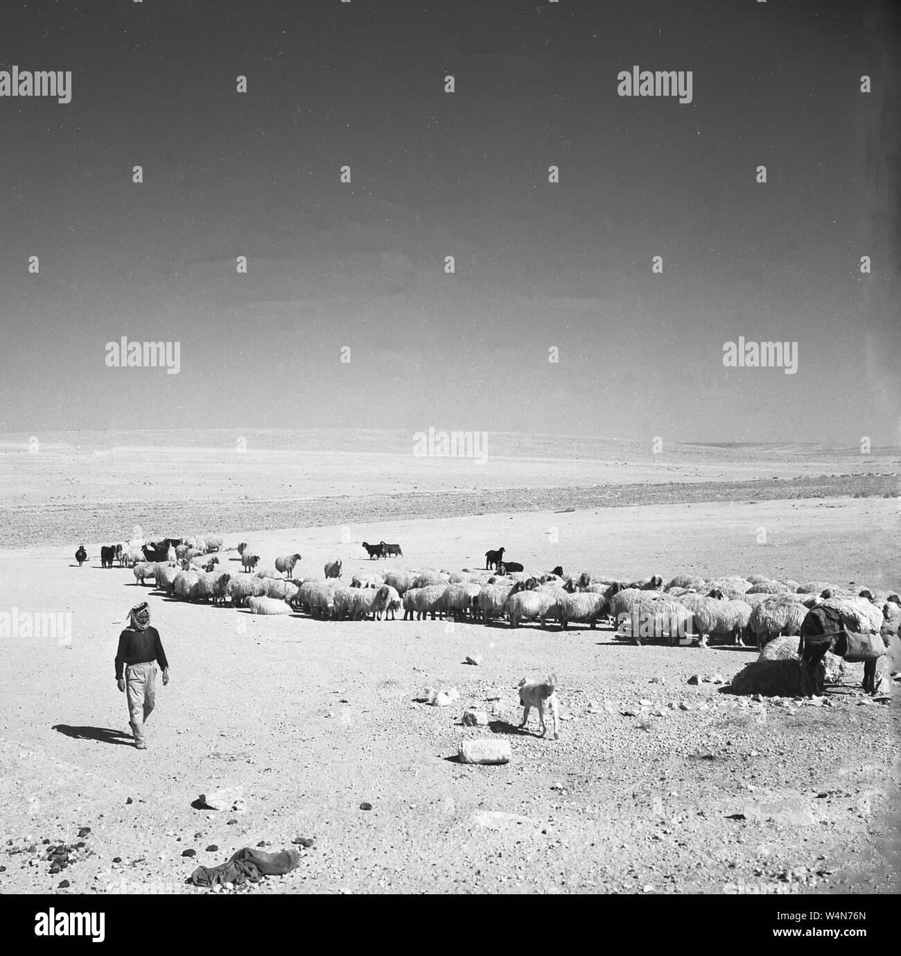 Bedouin shepherd Black and White Stock Photos & Images - Alamy Bedouin shepherd Black and White Stock Photos & Images - Alamy