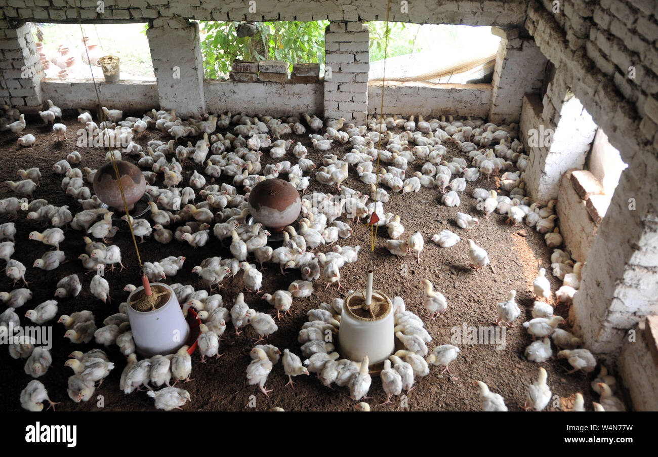 (190724) -- JAMMU, July 24, 2019 (Xinhua) -- Broiler chicken are seen ...