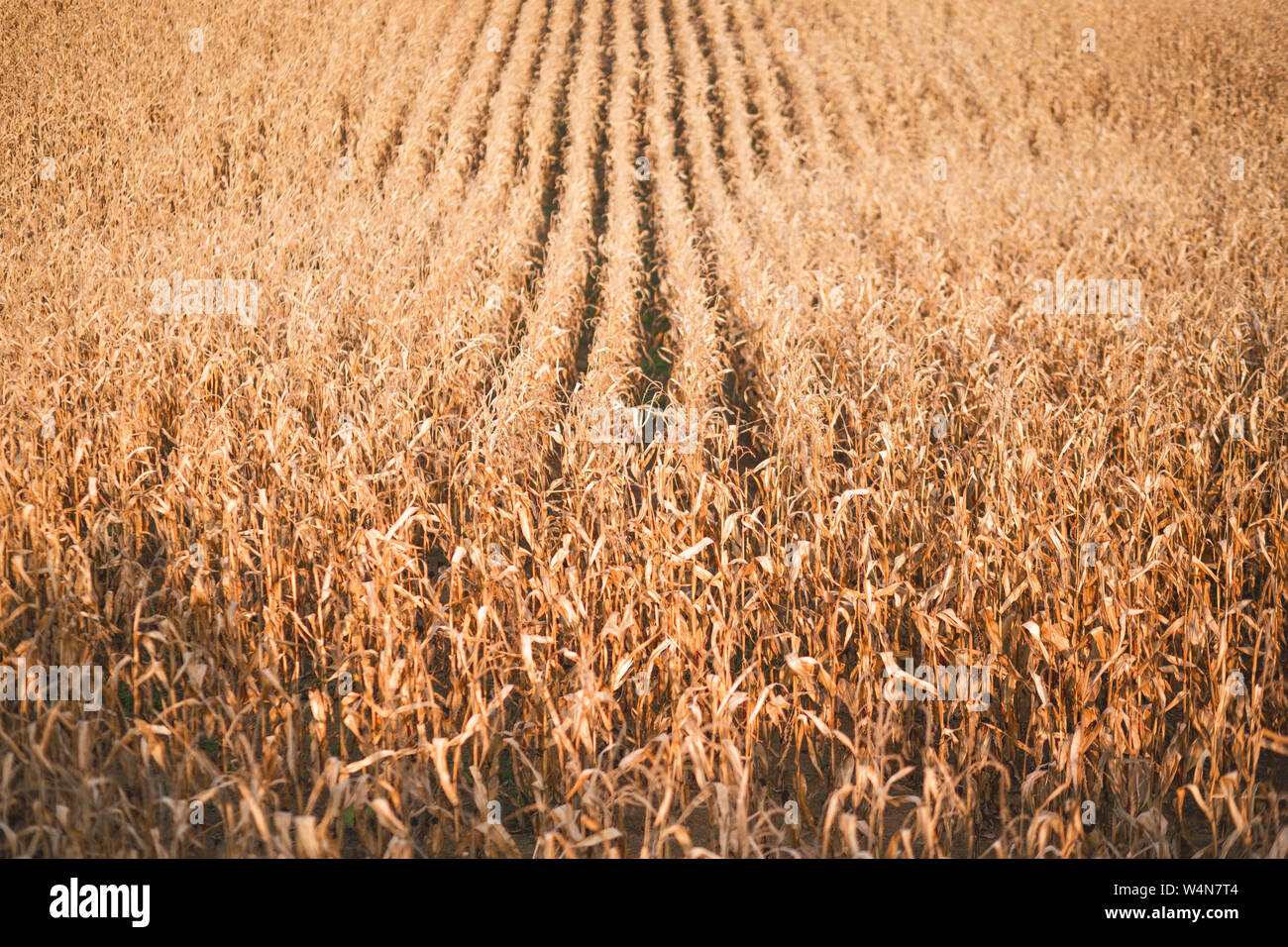 Corn field top view growing hi-res stock photography and images - Alamy