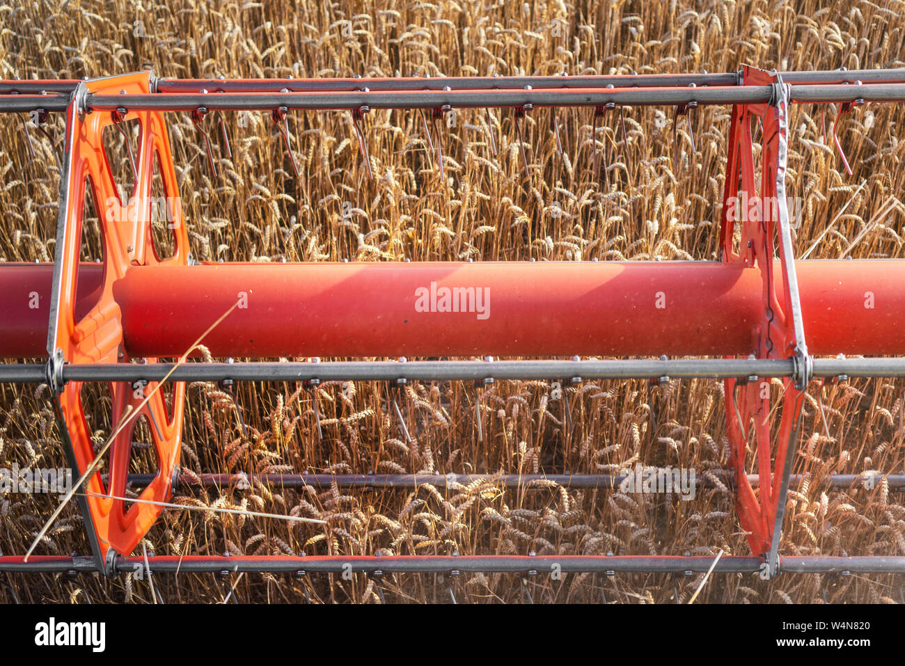 Combine harvester close up. Combine harvester harvesting wheat at ...