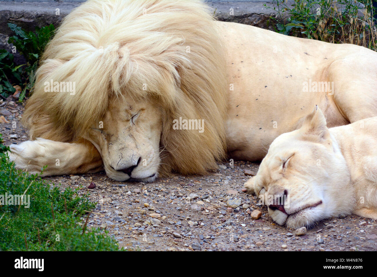 Beautiful White Lion Pictures