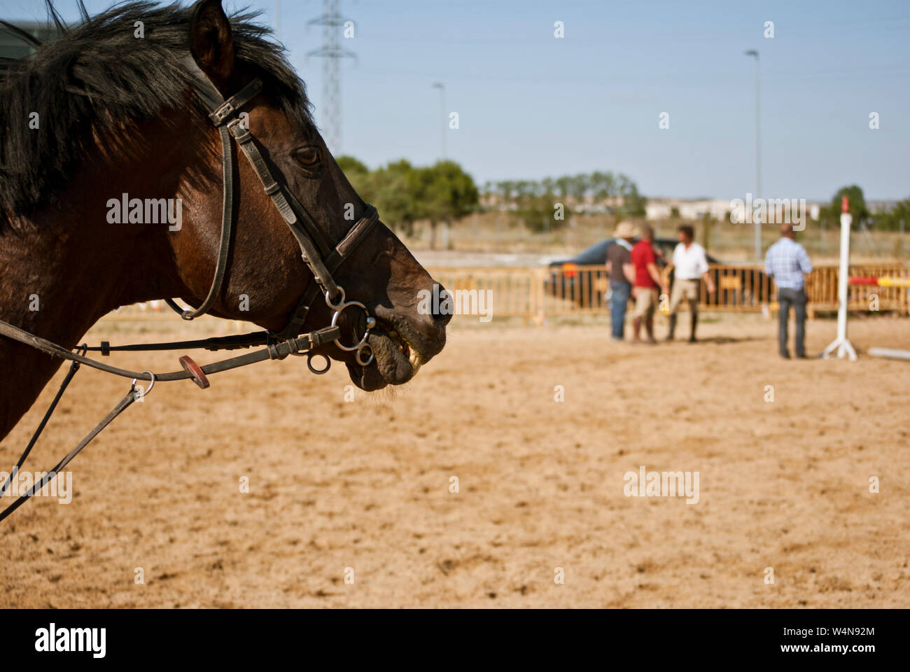 horse in equestrian competition, closed plane Stock Photo - Alamy