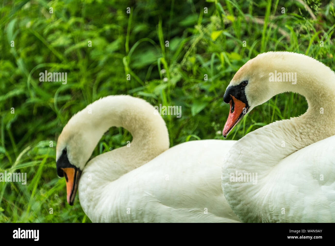 Close up of two Mute Swans (Signus olor) with sigmoid flexed neck Stock ...