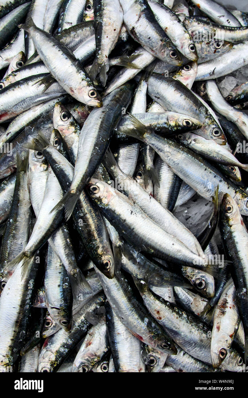 Sardine production hi-res stock photography and images - Alamy