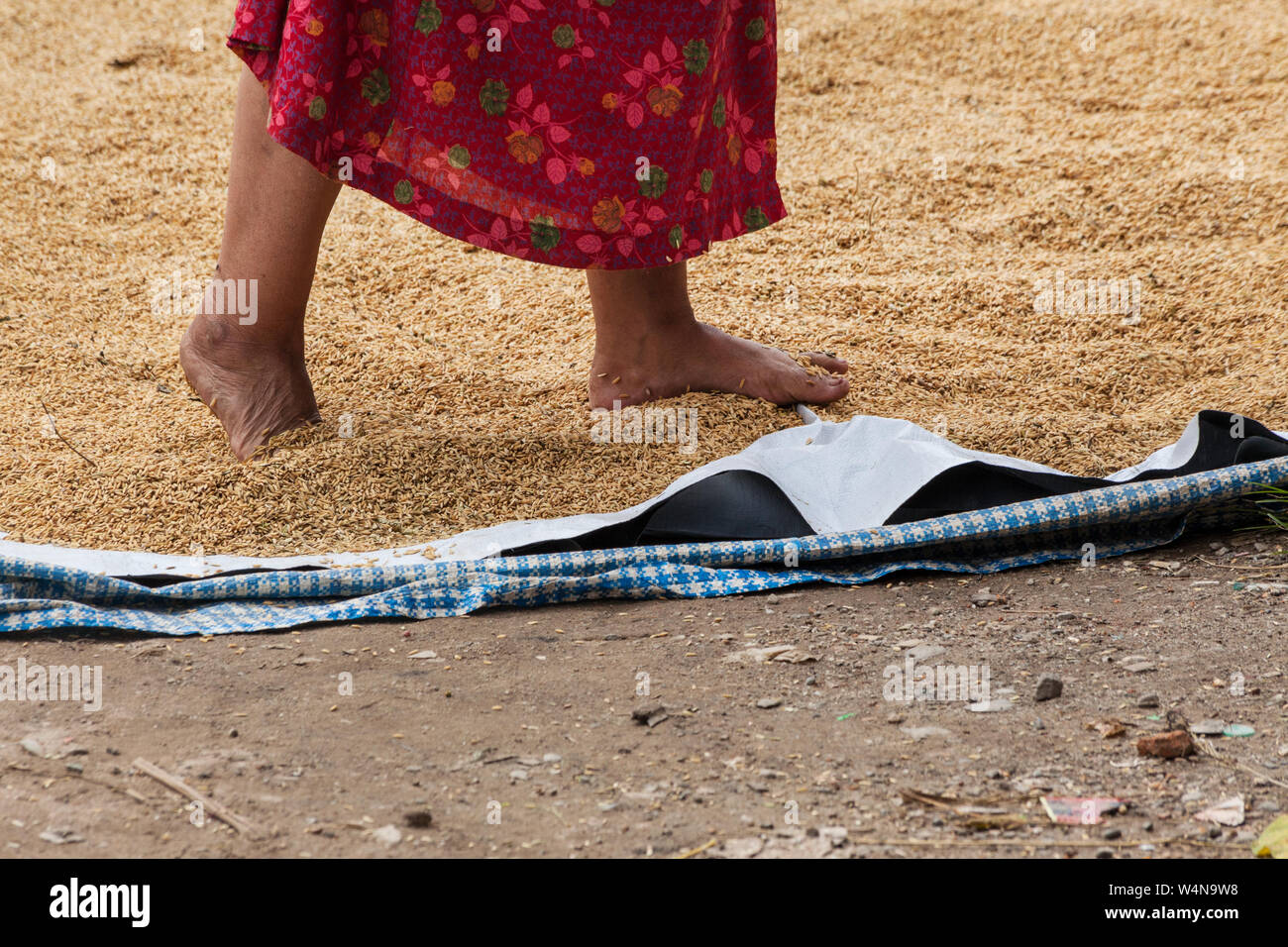 Woman drying rice outside by spreading it with her feet Stock Photo - Alamy