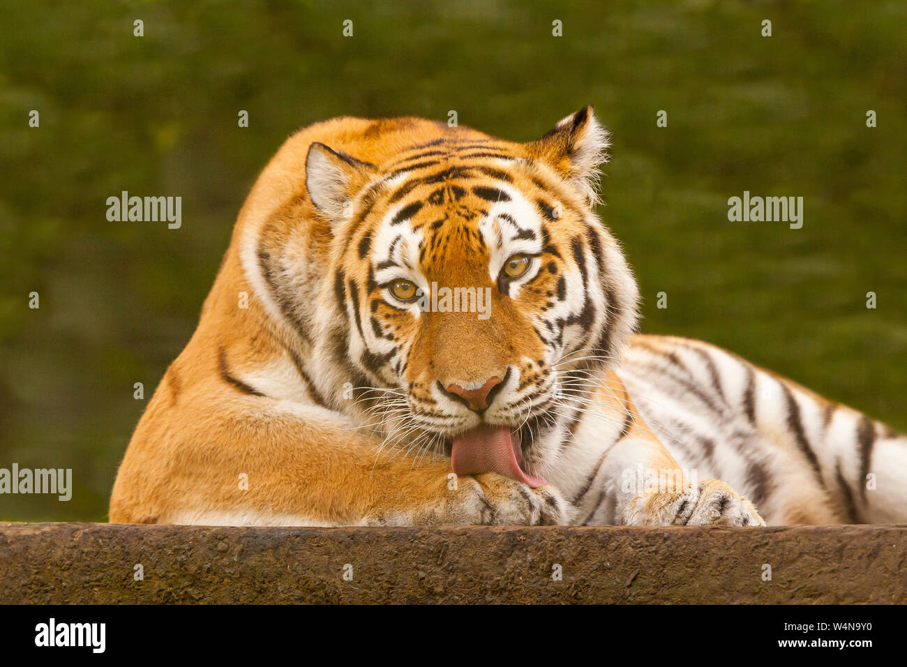 Amur/Siberian Tiger Cub (Panthera Tigris Altaica) Sitting Down Cleaning ...