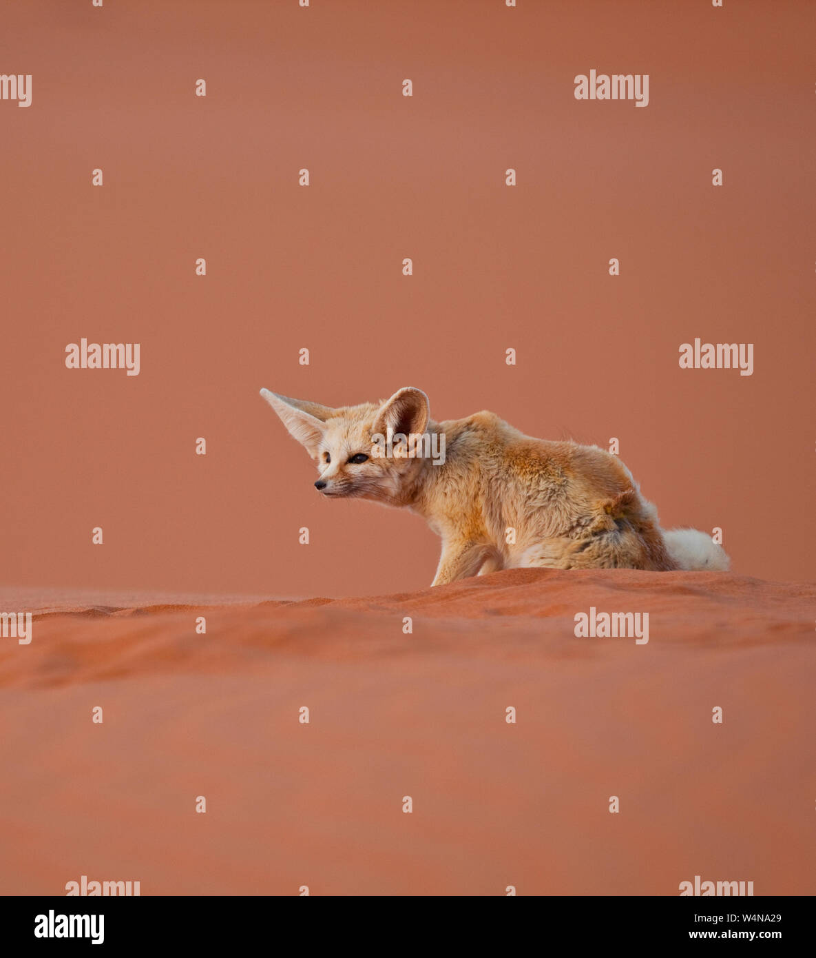 Zorro del Desierto- Fénec Fox (Fennecus zerda) Desierto del Sahara ...