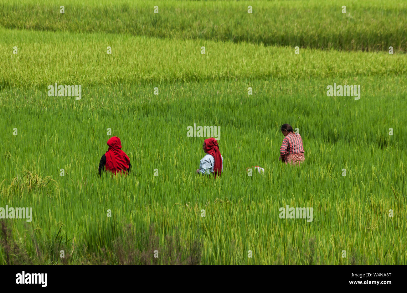 Rice field in nepal hi-res stock photography and images - Alamy