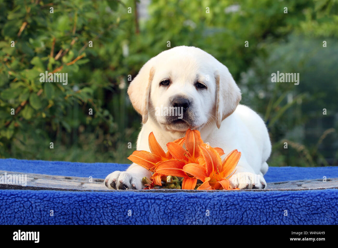 the nice cute little labrador puppy on a blue background Stock Photo ...