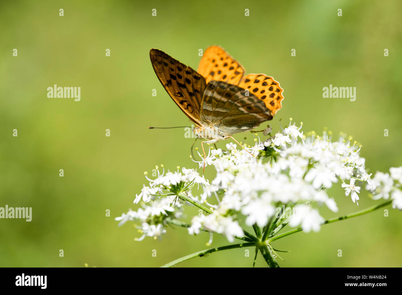Orange butterfly sitting on white flower macro background fine art high ...