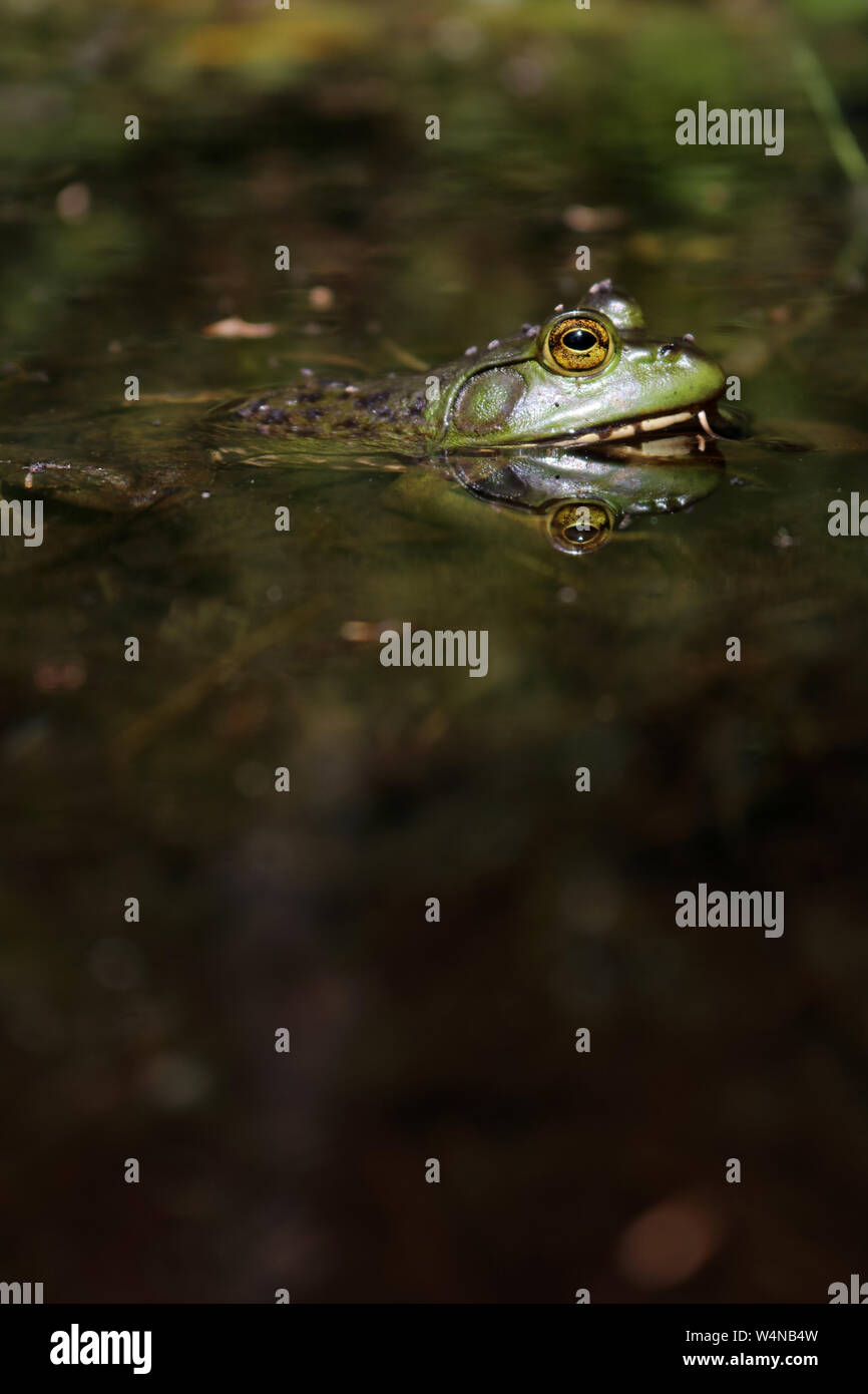 New england swamp frog hi-res stock photography and images - Alamy