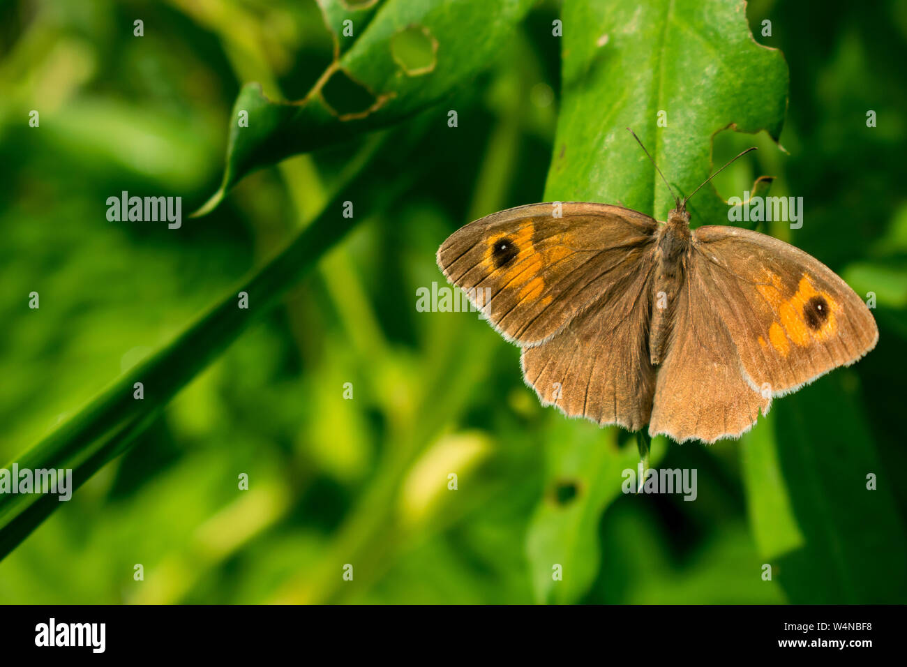 Brown Meadow on green lea Stock Photo - Alamy
