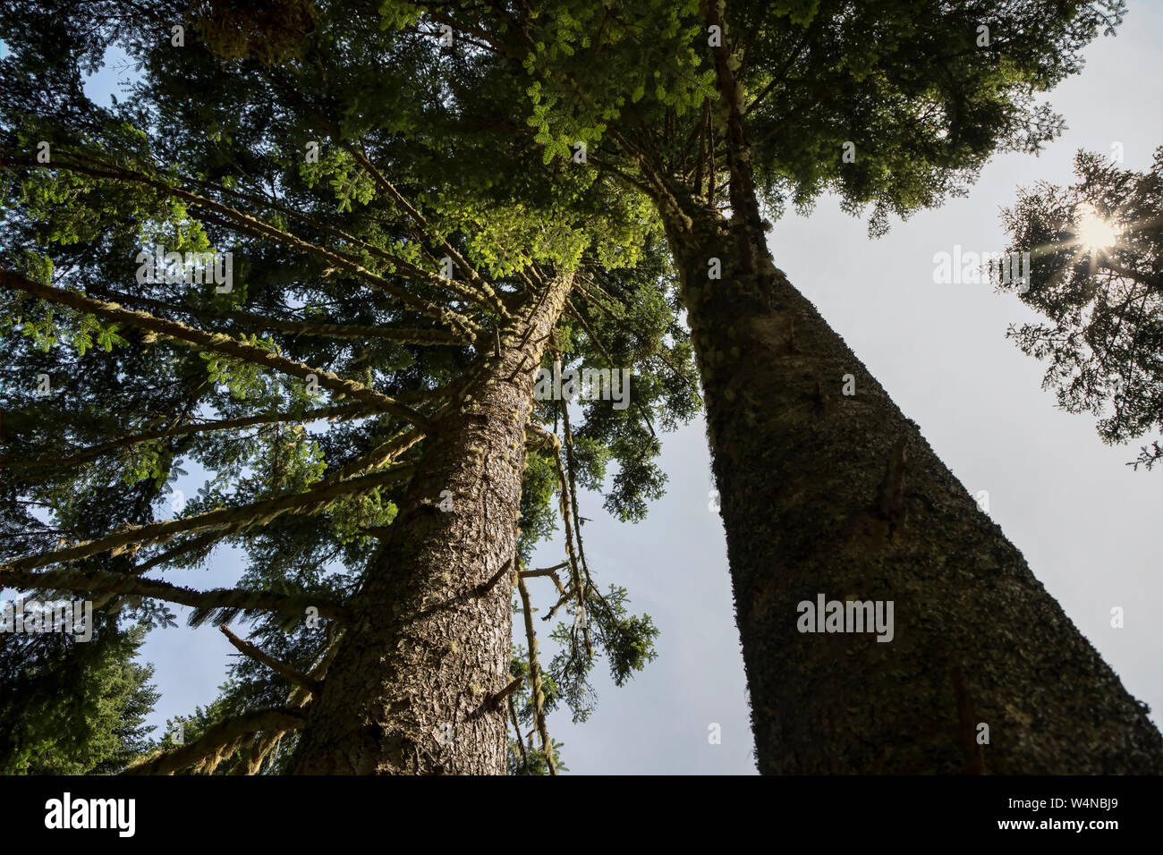 Sunlight breaking through tree leaves hi-res stock photography and ...