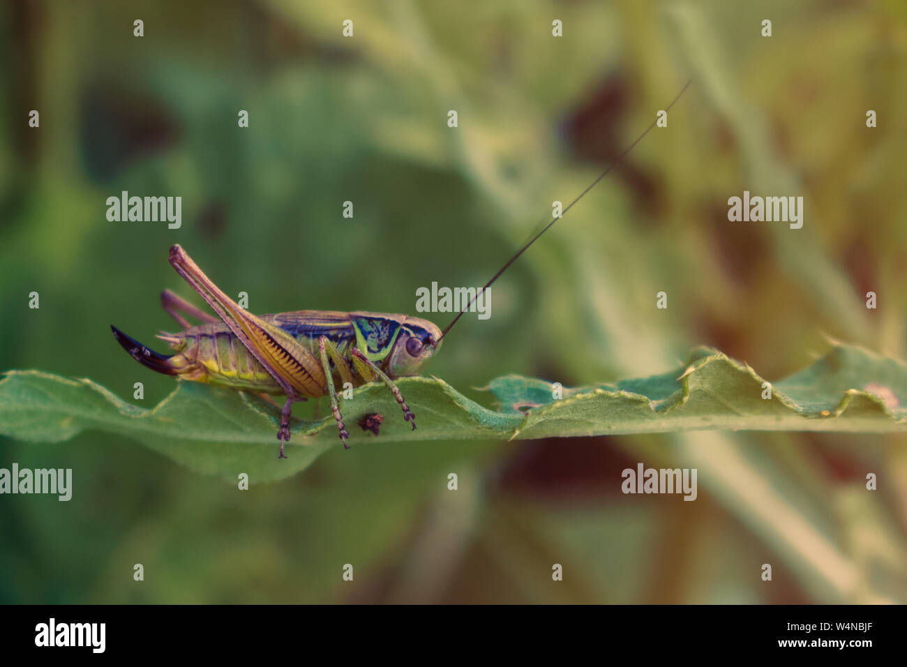 Brachypterous hi-res stock photography and images - Alamy