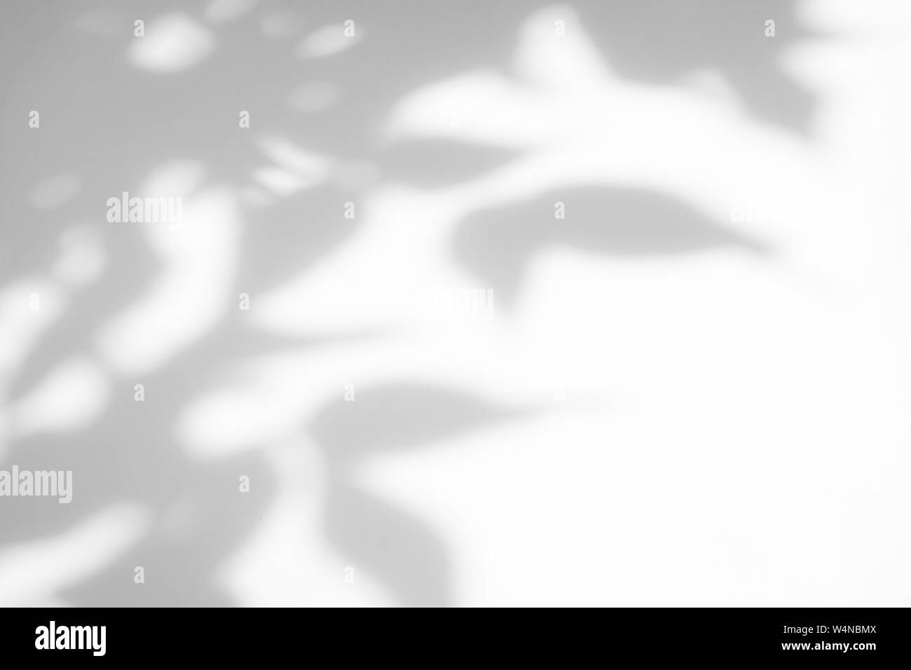 Gray shadow of the willow tree leaves on a white wall. Abstract neutral ...