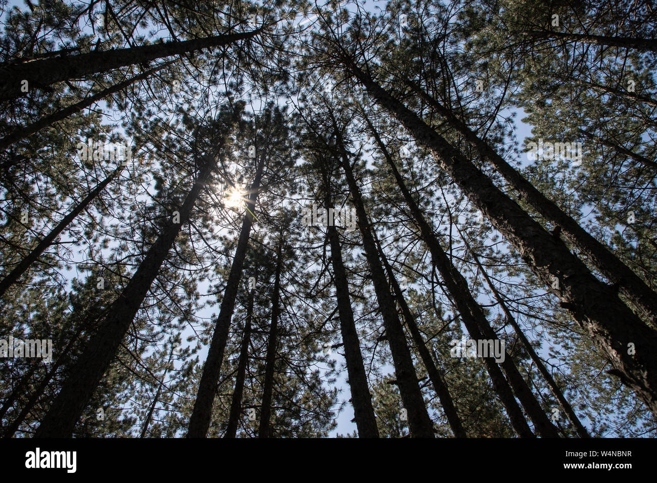 Sunlight breaking through tree leaves hi-res stock photography and ...