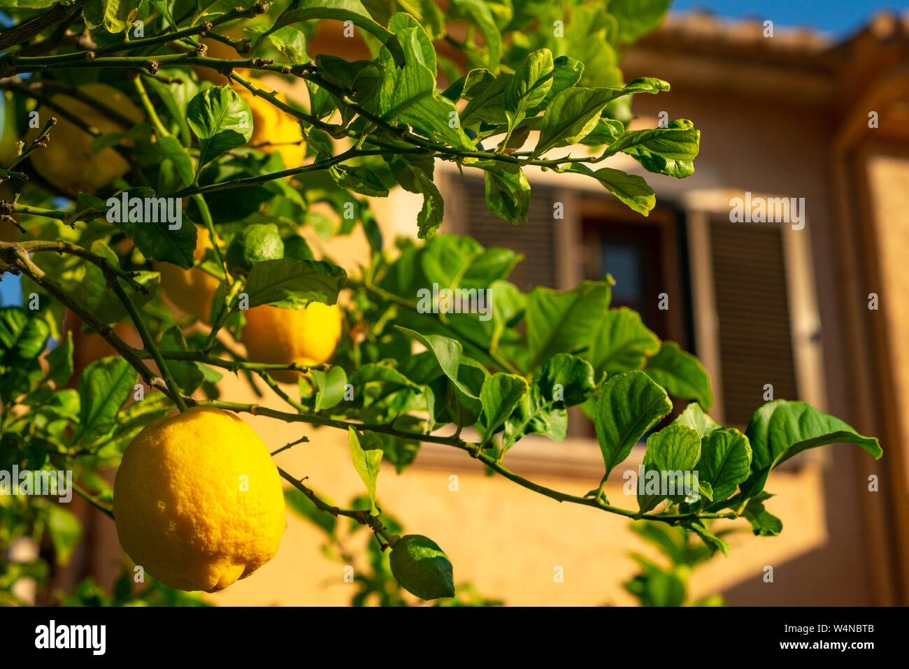 Lemon grove spain hi-res stock photography and images - Alamy