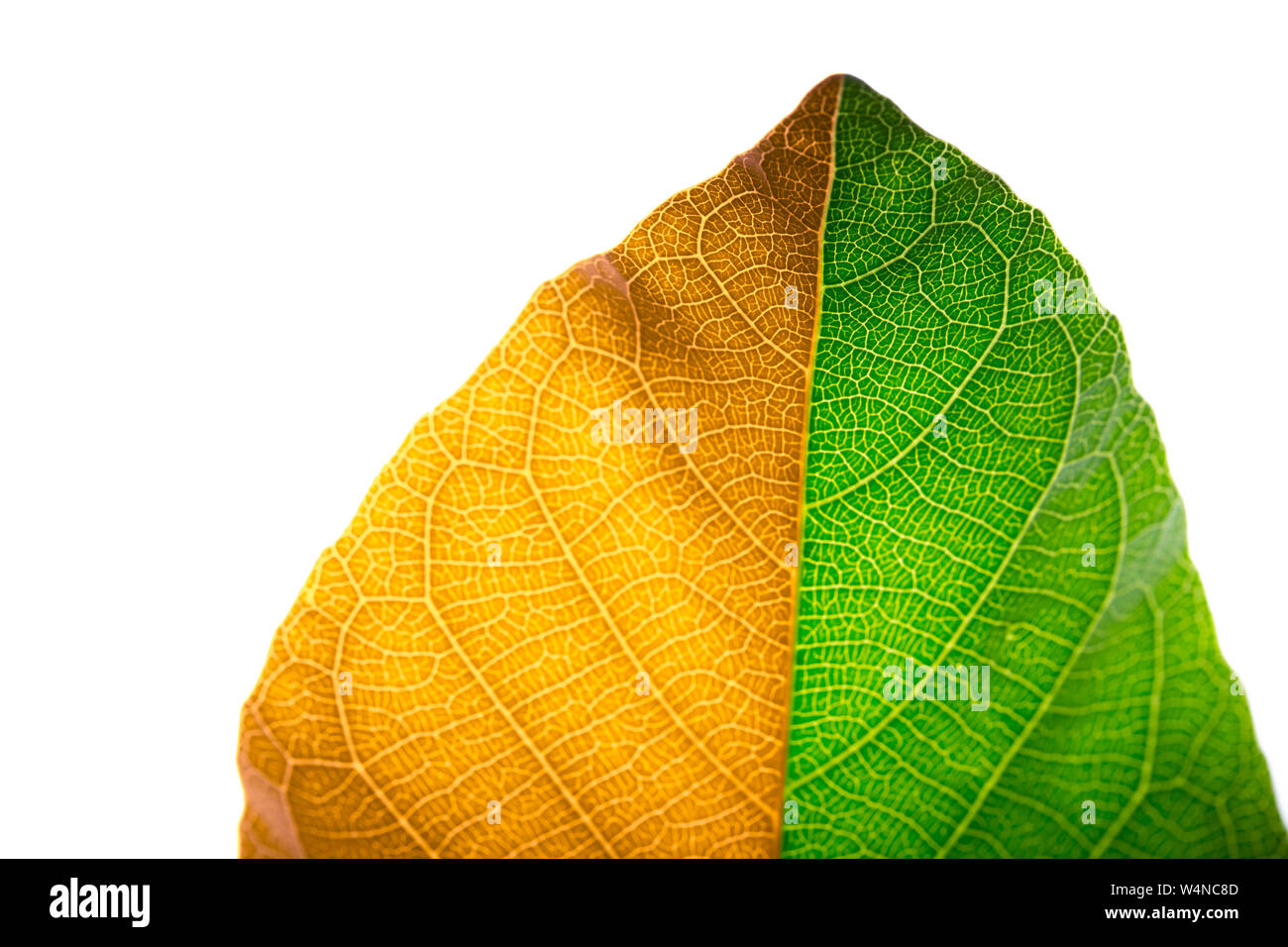 two color tone leaf isolated on white background. season change concept ...