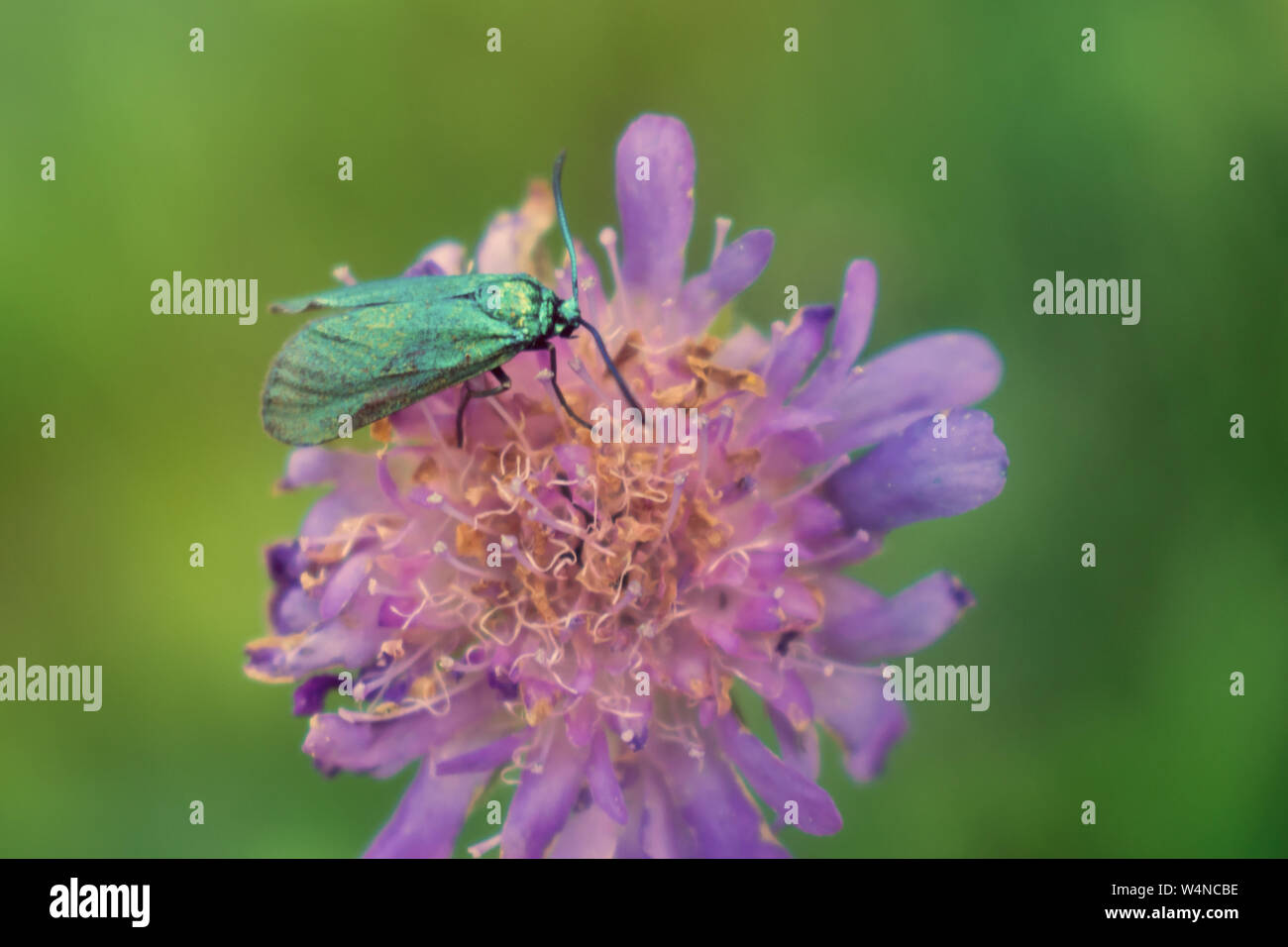 Green forester moth on lilac flower Stock Photo - Alamy