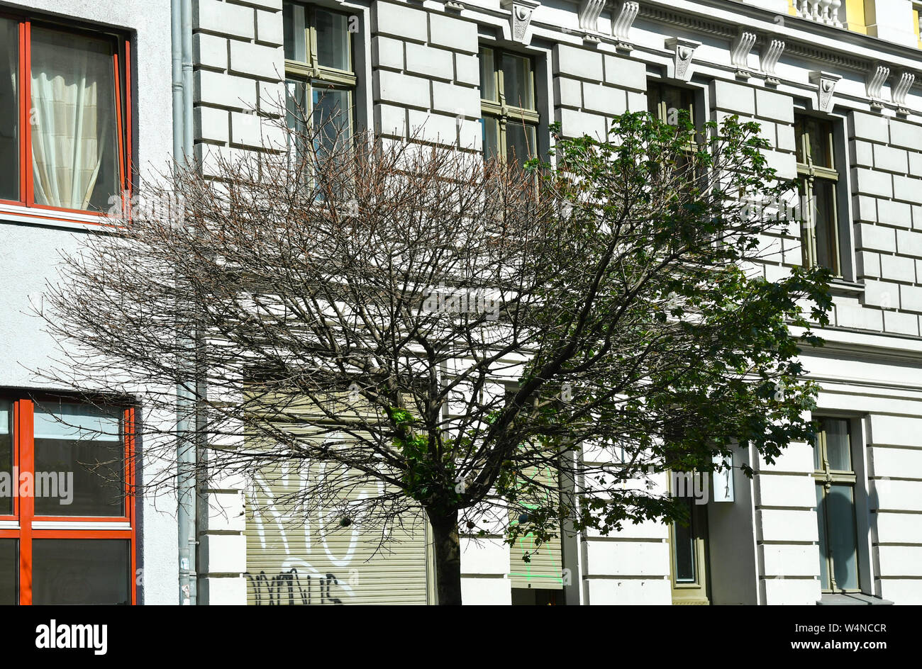 Berlin, Germany. 23rd July, 2019. A street tree in Pfarrstraße that has ...