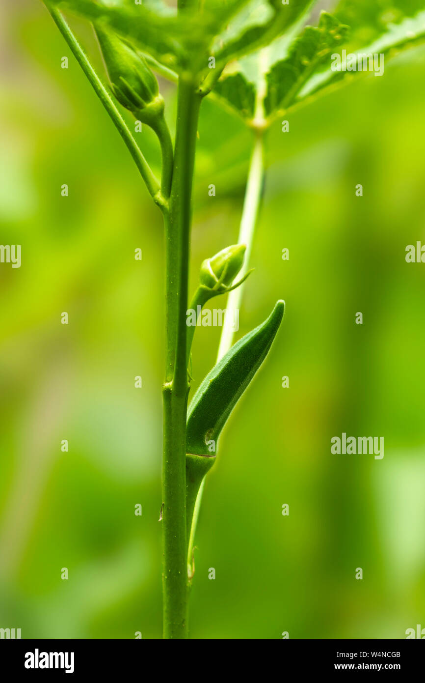 Okra Abelmoschus esculentus, known in many English-speaking countries ...