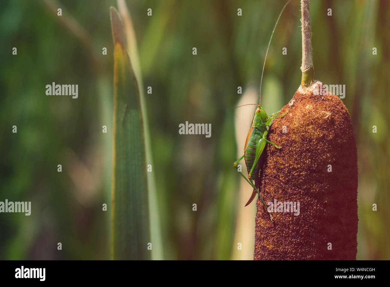 Tettigonioidea insect hi-res stock photography and images - Alamy